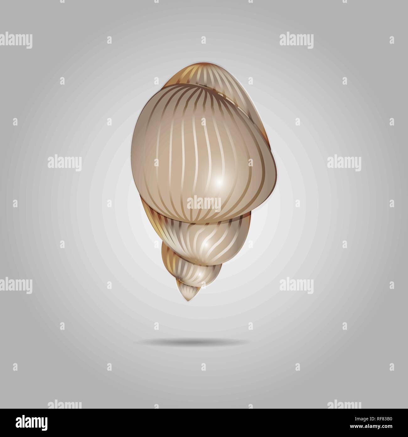 Cute shell of hermit crab. Isolated shell on a gray background 10 eps ...