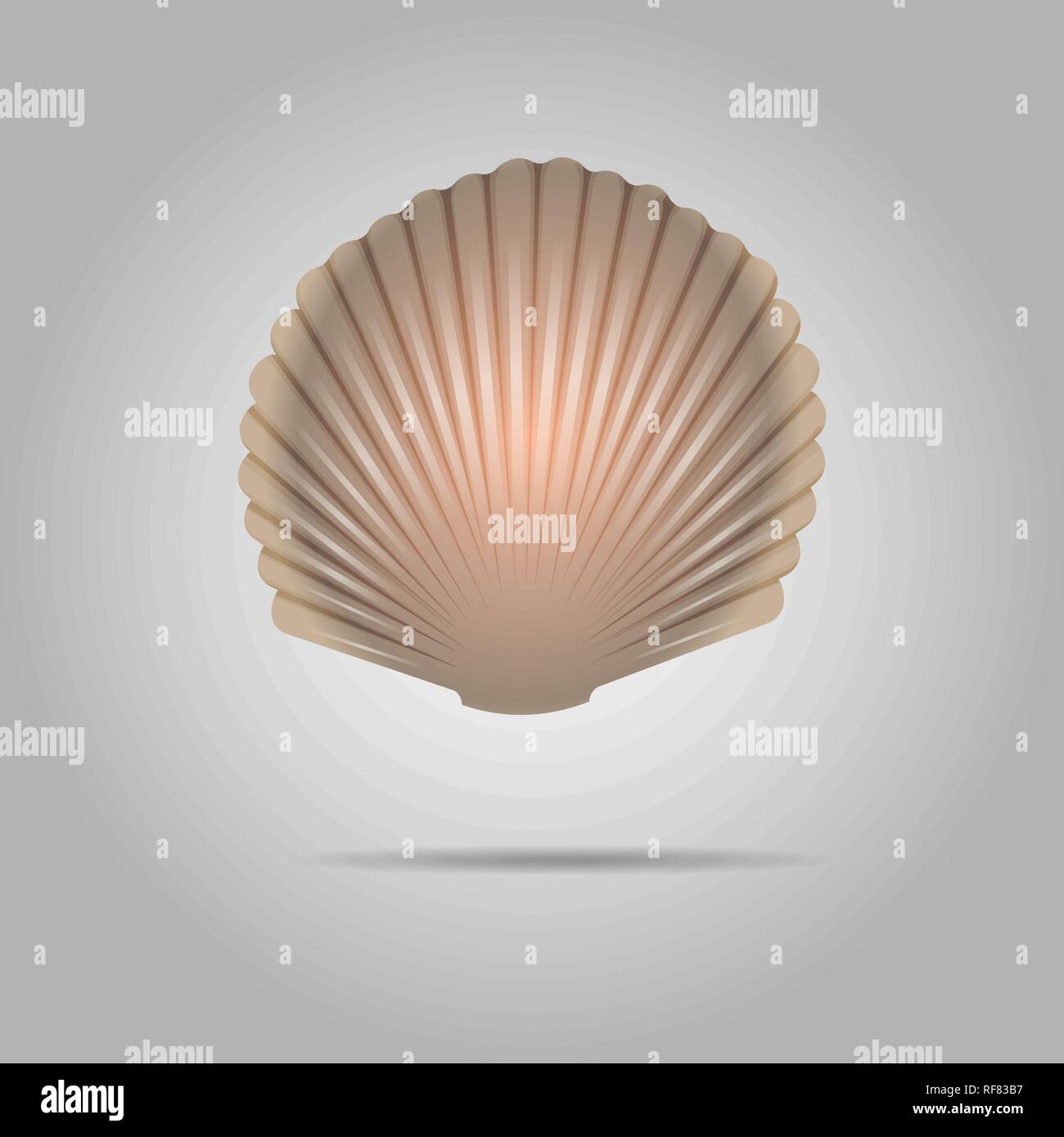 Scallop Seashell Vector. Scallops Shell Isolated On gray Background 10 ...