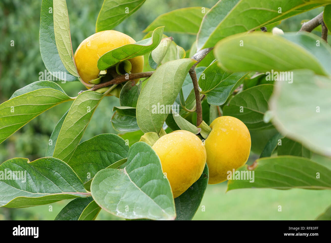 Orange persimmon among red hi-res stock photography and images - Alamy