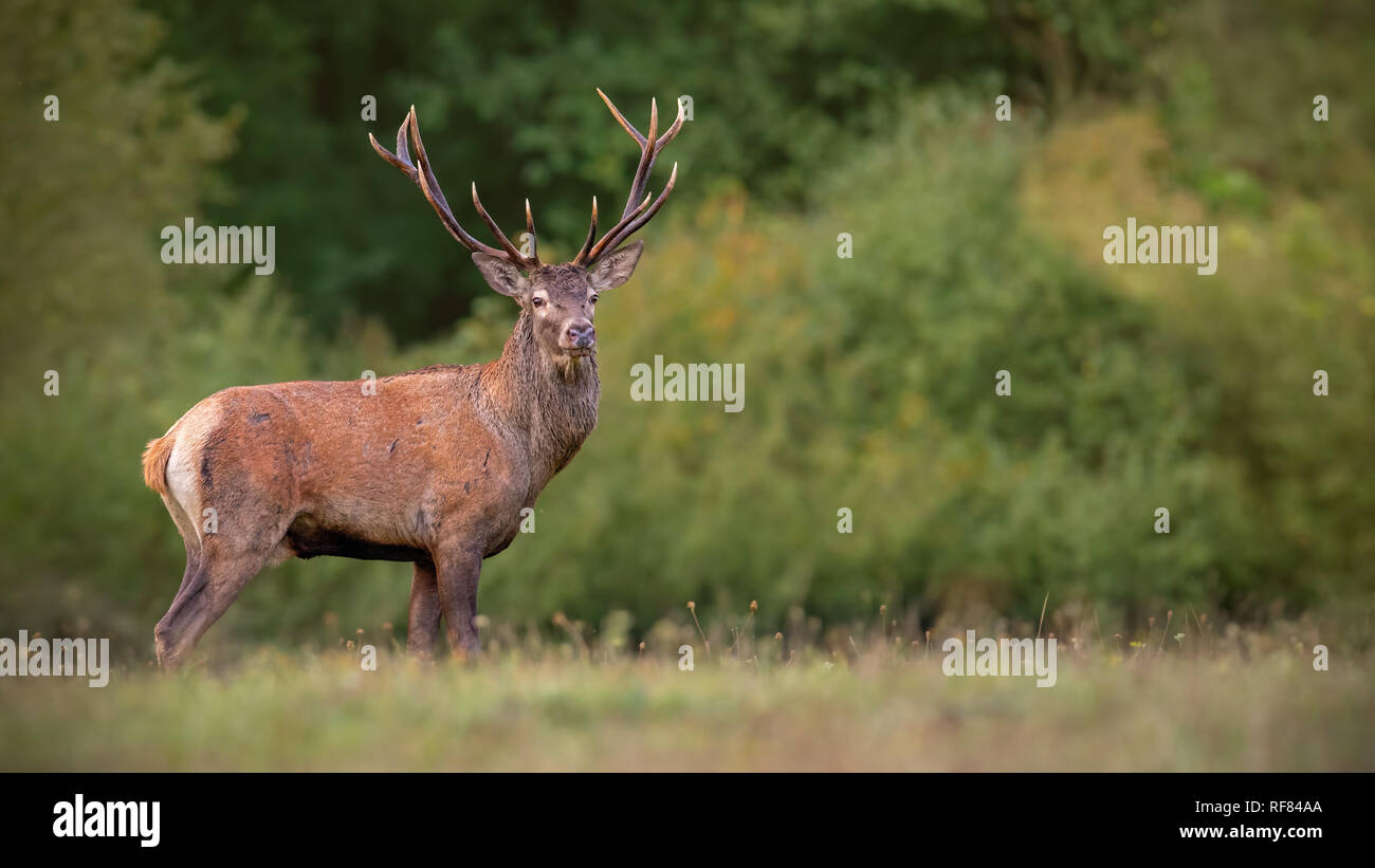 Red deer, cervus elaphus, stag in autumn scenery. Wild animal in ...