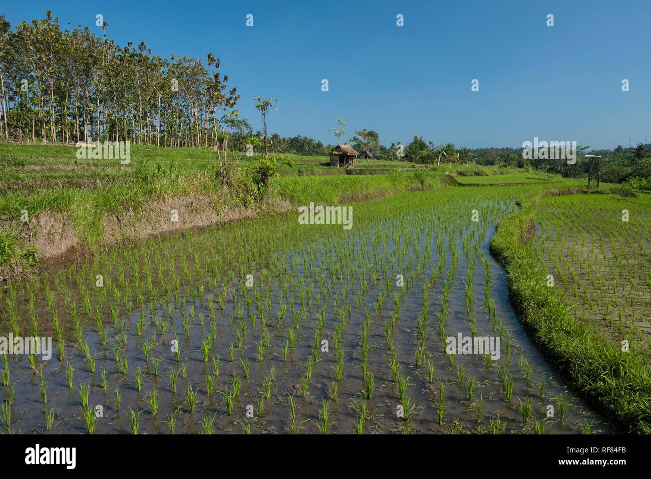 Rice fields in Bali, Indonesia Stock Photo - Alamy