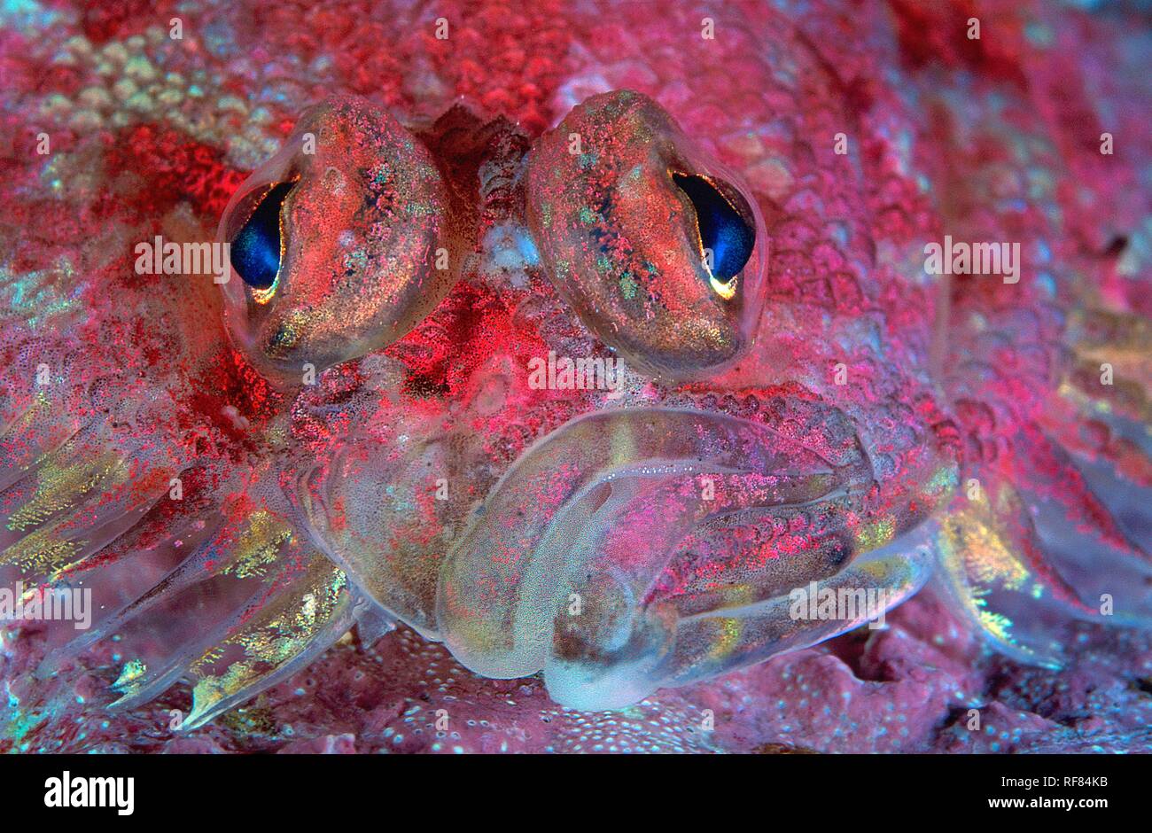 Topknot Fish High Resolution Stock Photography and Images - Alamy