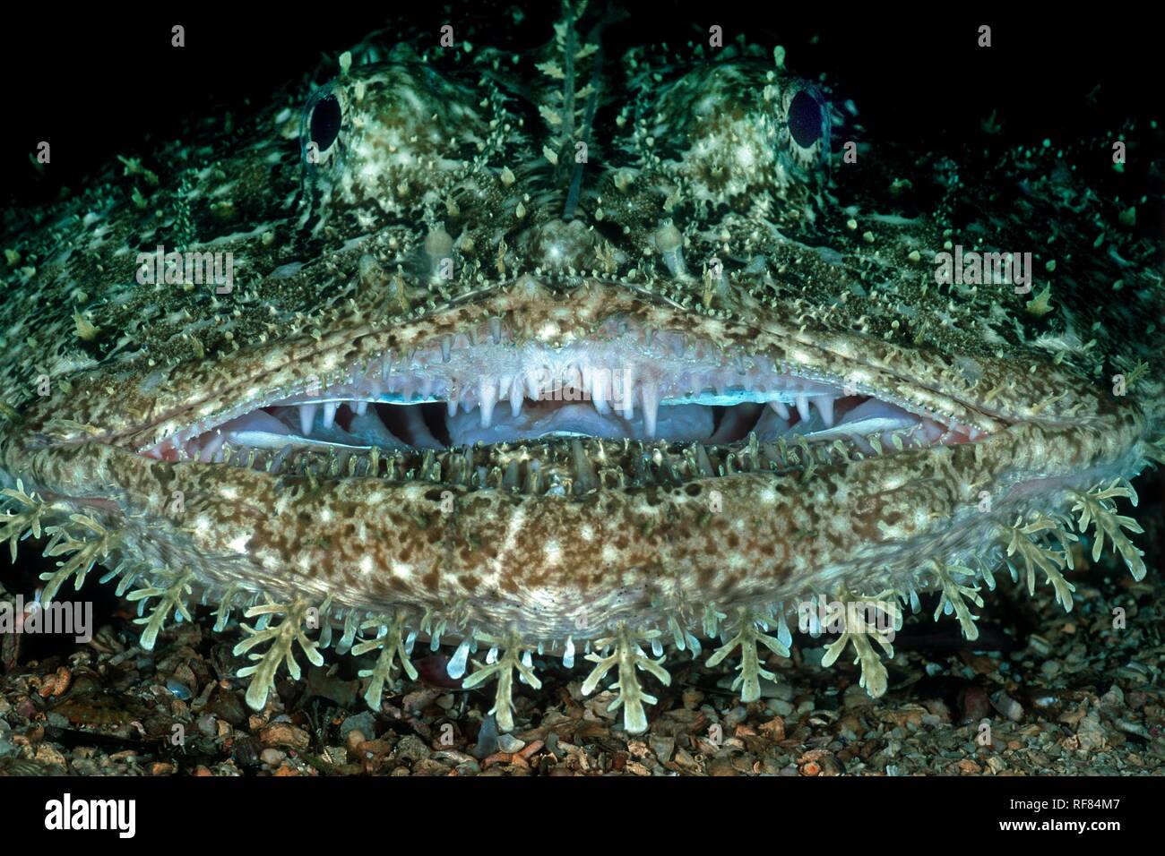 Angler Fish High Resolution Stock Photography and Images - Alamy