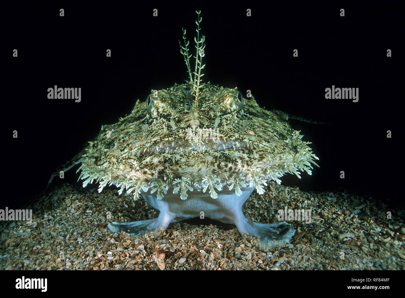 Anglerfish Lophius Piscatorius High Resolution Stock Photography and ...