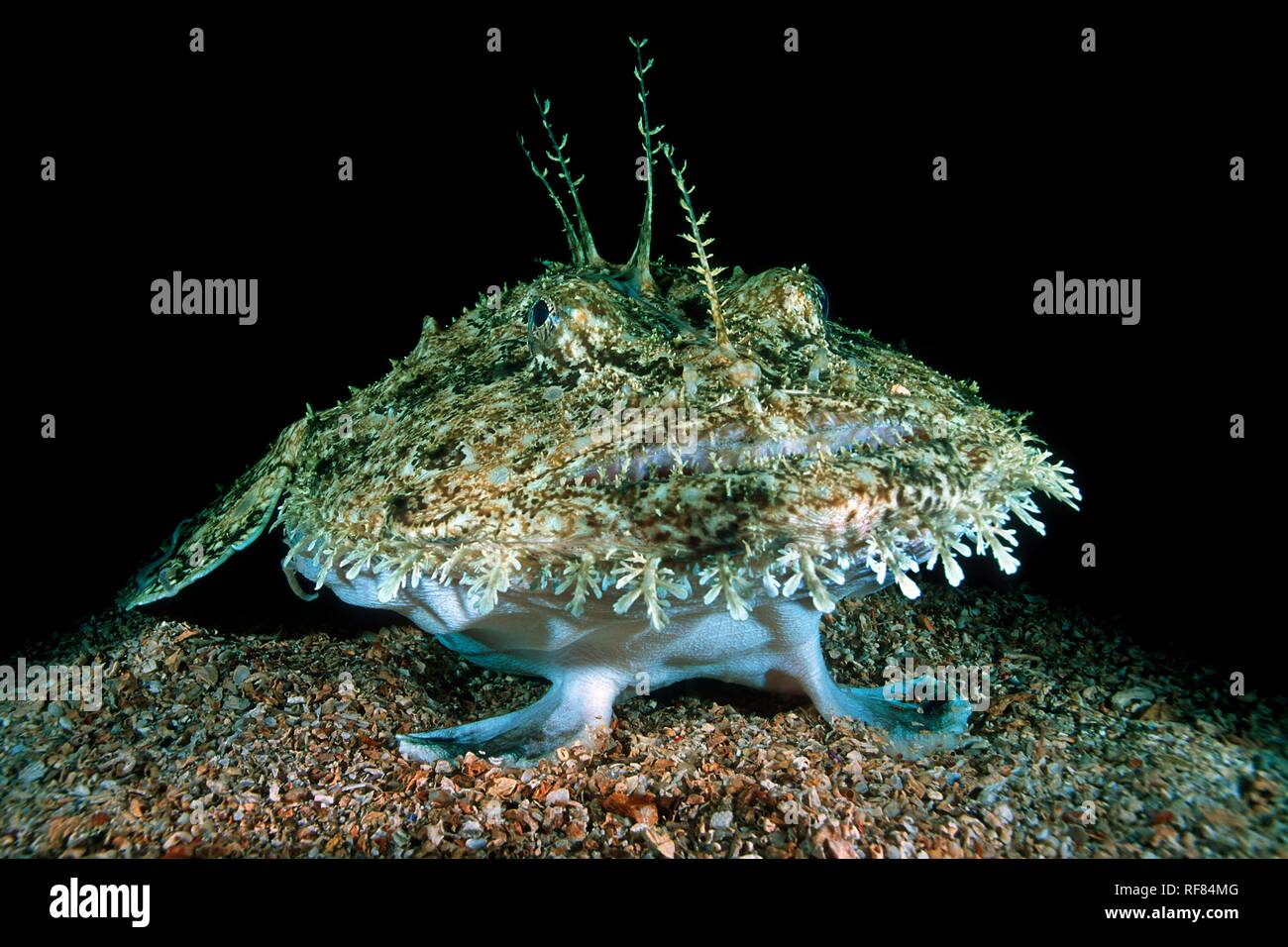 Anglerfish Lophius Piscatorius High Resolution Stock Photography and ...