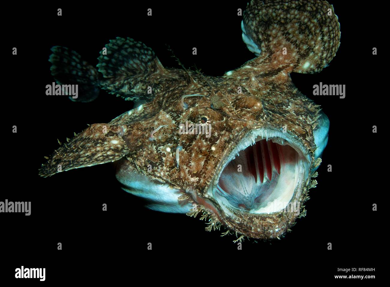 Fish With Mouth Open High Resolution Stock Photography and Images - Alamy