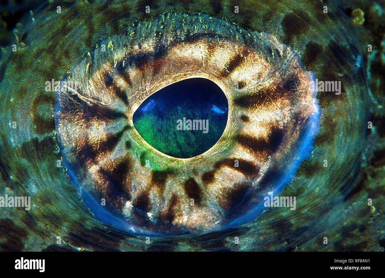 Anglerfish Lophius Piscatorius High Resolution Stock Photography and ...