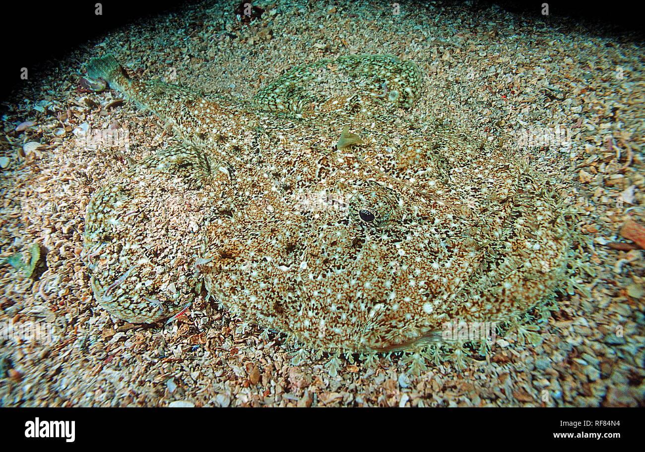 Camouflaged Fish High Resolution Stock Photography and Images - Alamy