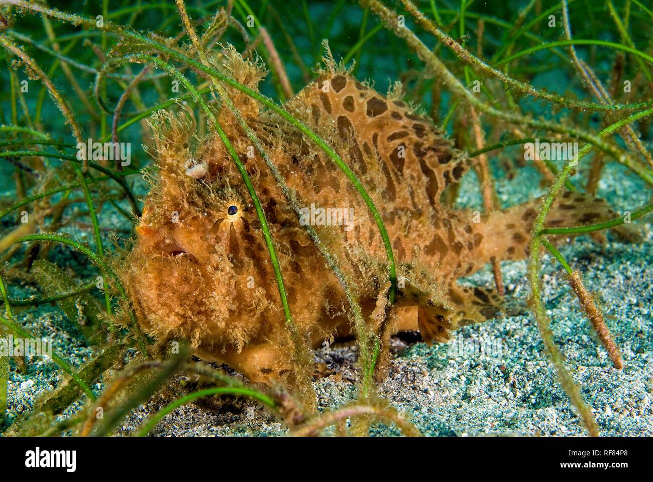 Striated Anglerfish High Resolution Stock Photography and Images - Alamy