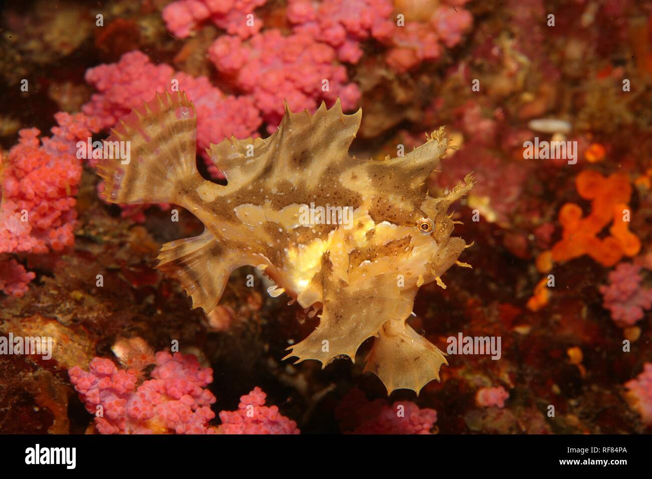 Sargassum Fish High Resolution Stock Photography and Images - Alamy