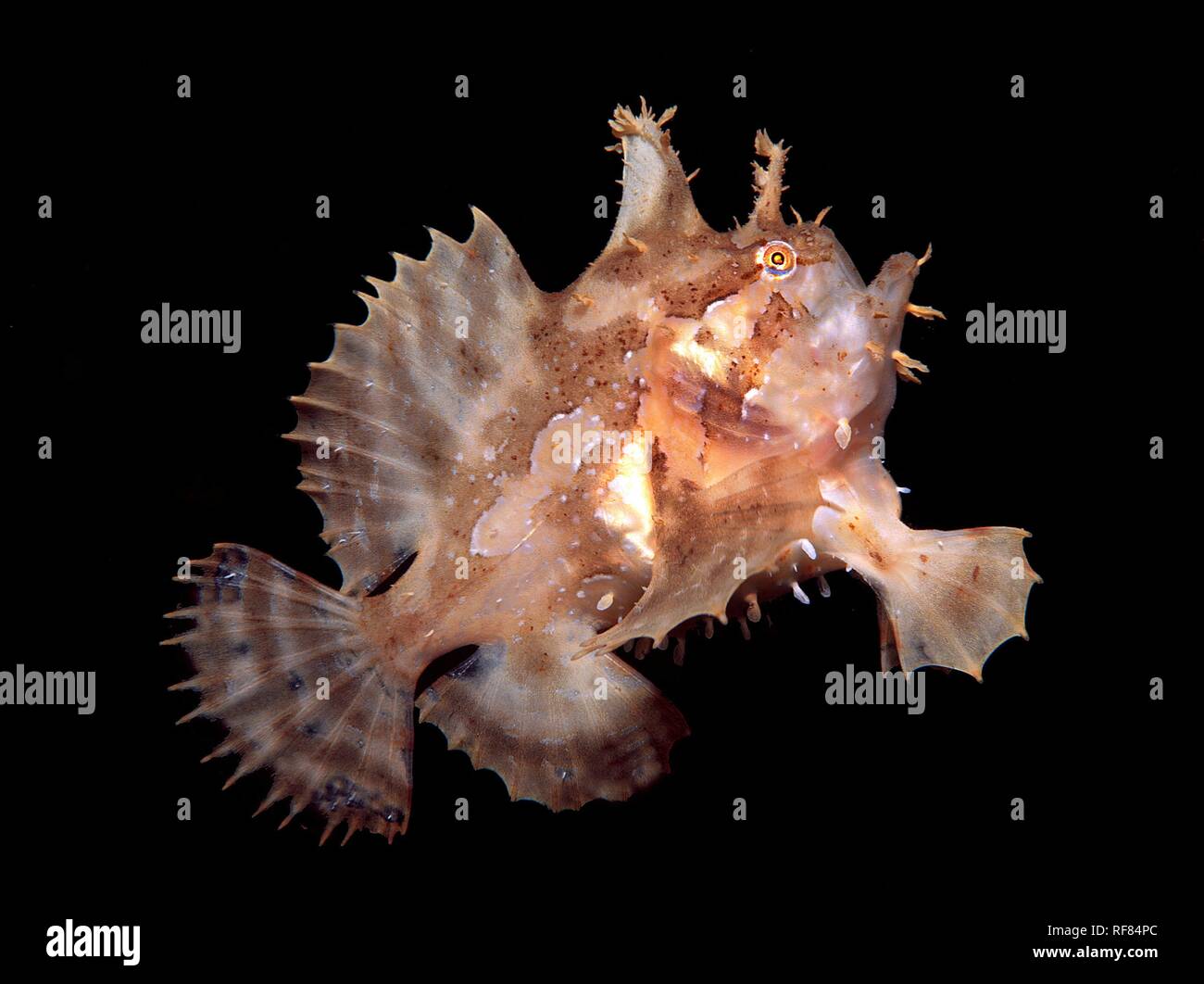 Sargassum Fish Stock Photos & Sargassum Fish Stock Images - Alamy