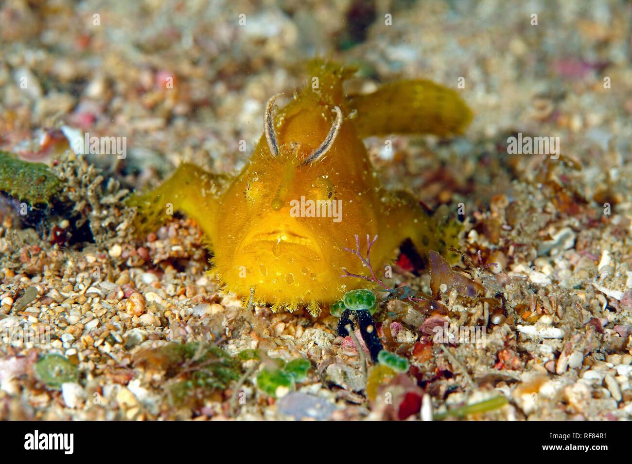 Shaggy Anglerfish High Resolution Stock Photography and Images - Alamy