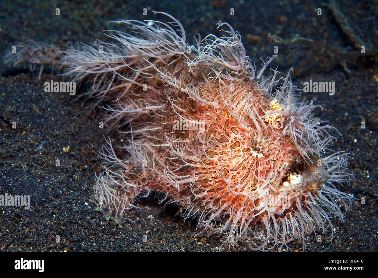 Antennarius Striatus High Resolution Stock Photography and Images - Alamy