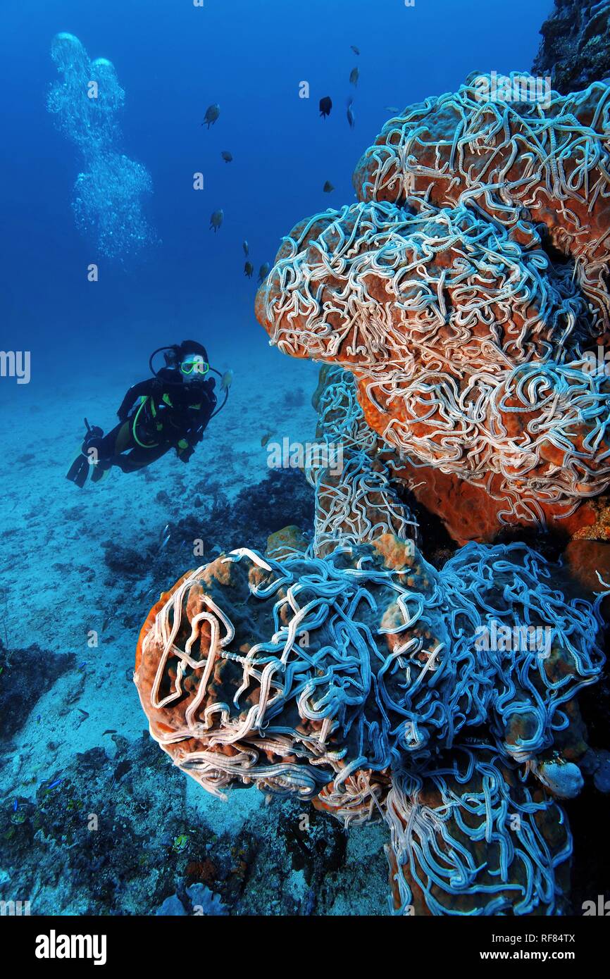Lamperts Sea Cucumber Synaptula Lamperti High Resolution Stock ...