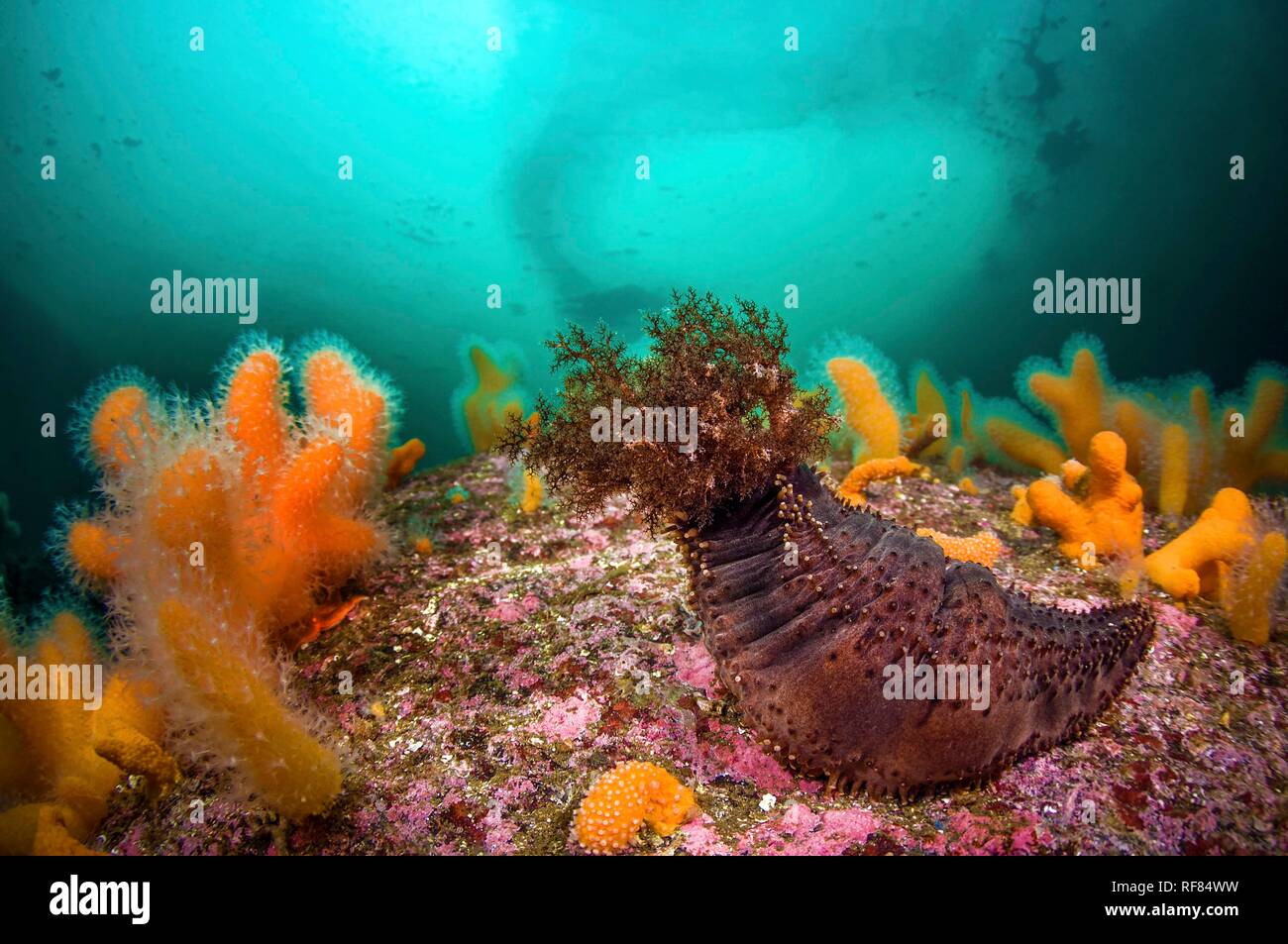 Cucumaria High Resolution Stock Photography and Images - Alamy
