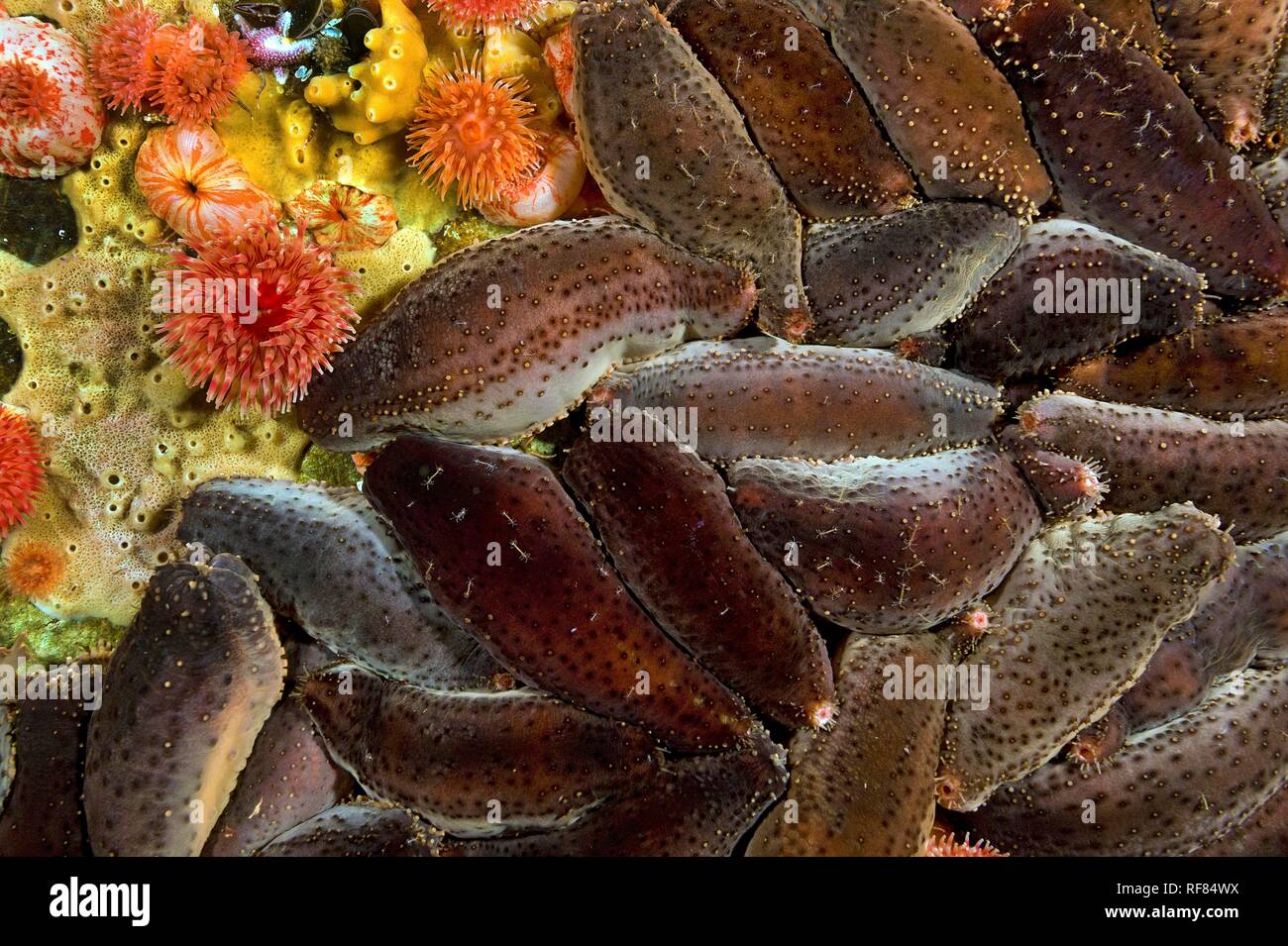 Orange Footed Sea Cucumbers High Resolution Stock Photography and ...