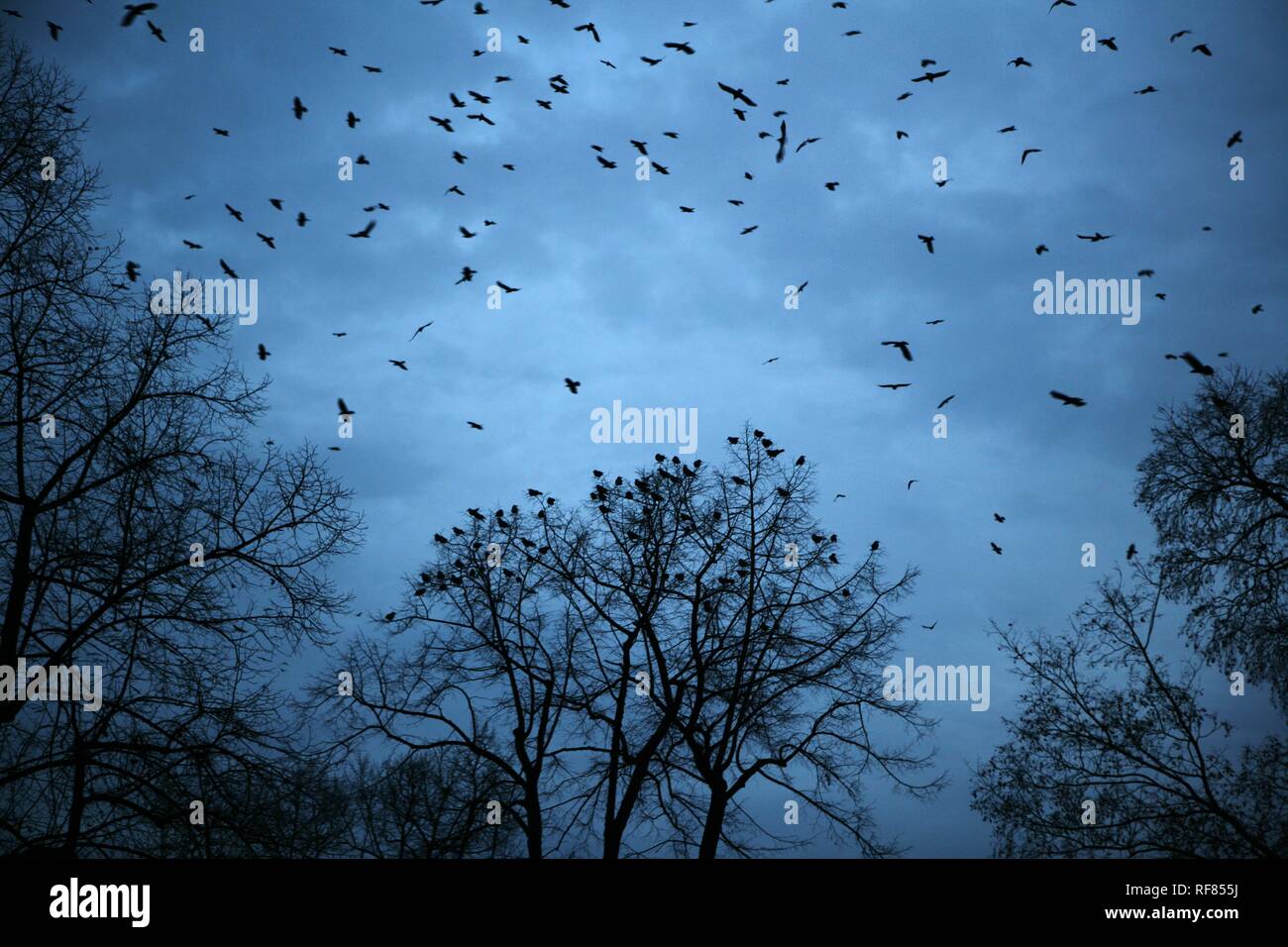 Murder of crows flying hi-res stock photography and images - Alamy