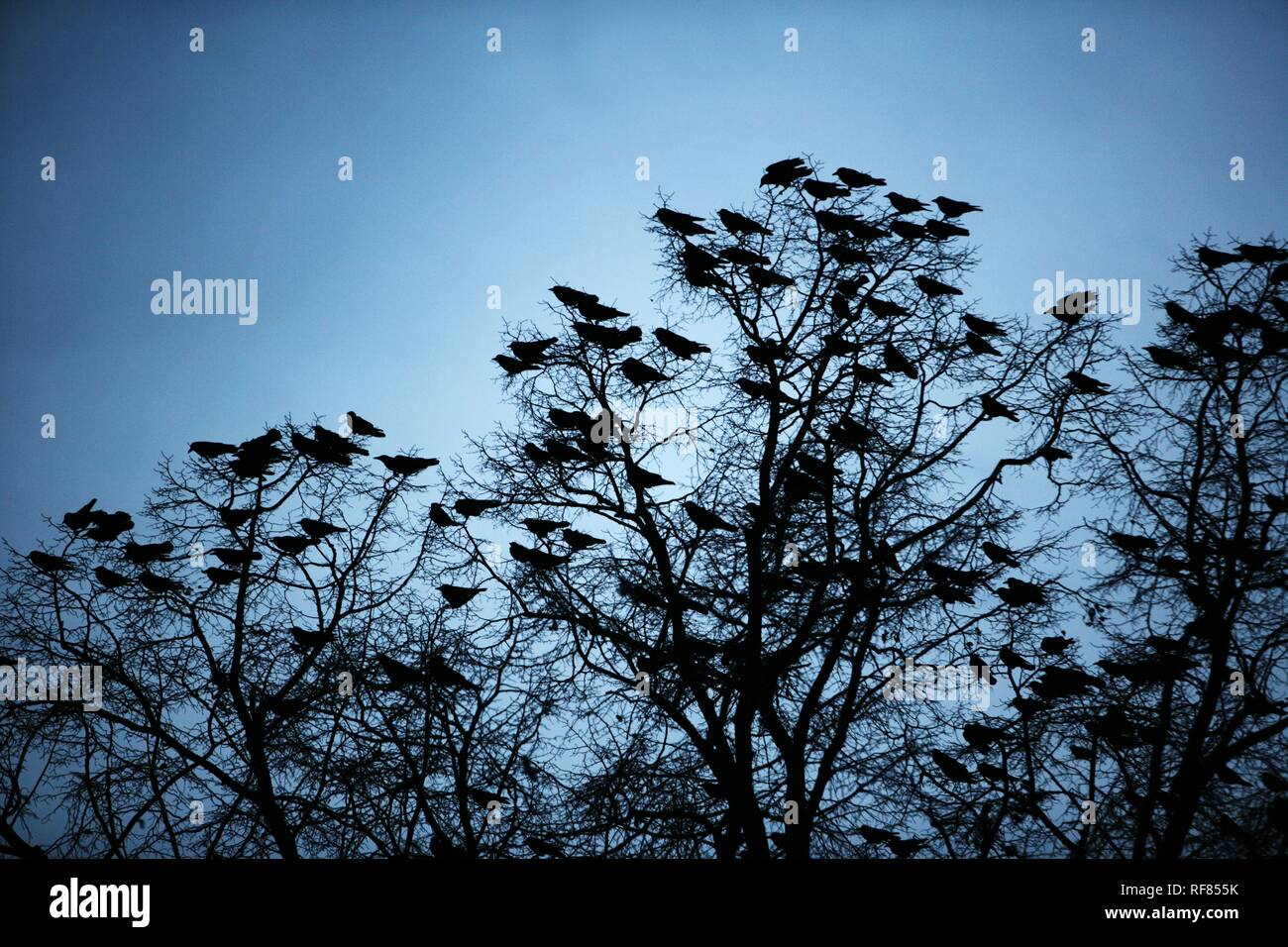 DEU Germany Crows at dusk. Sitting in trees Stock Photo - Alamy