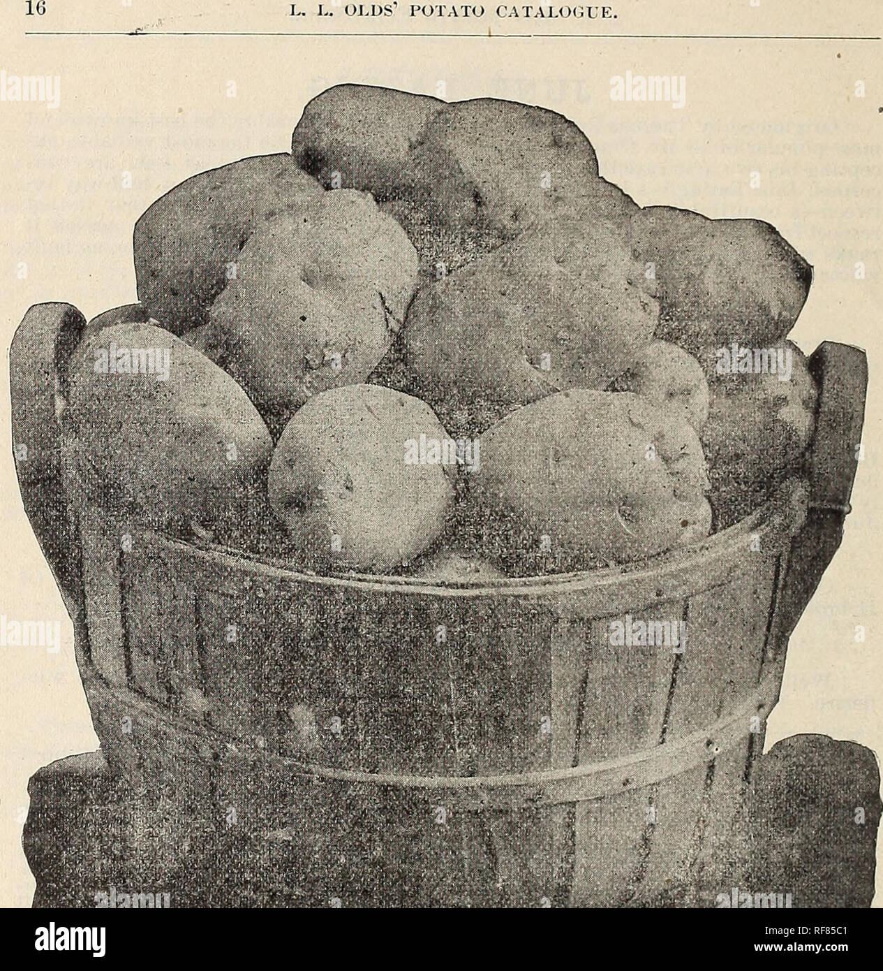 . Catalogue of seed potatoes. Nurseries (Horticulture) Wisconsin ...