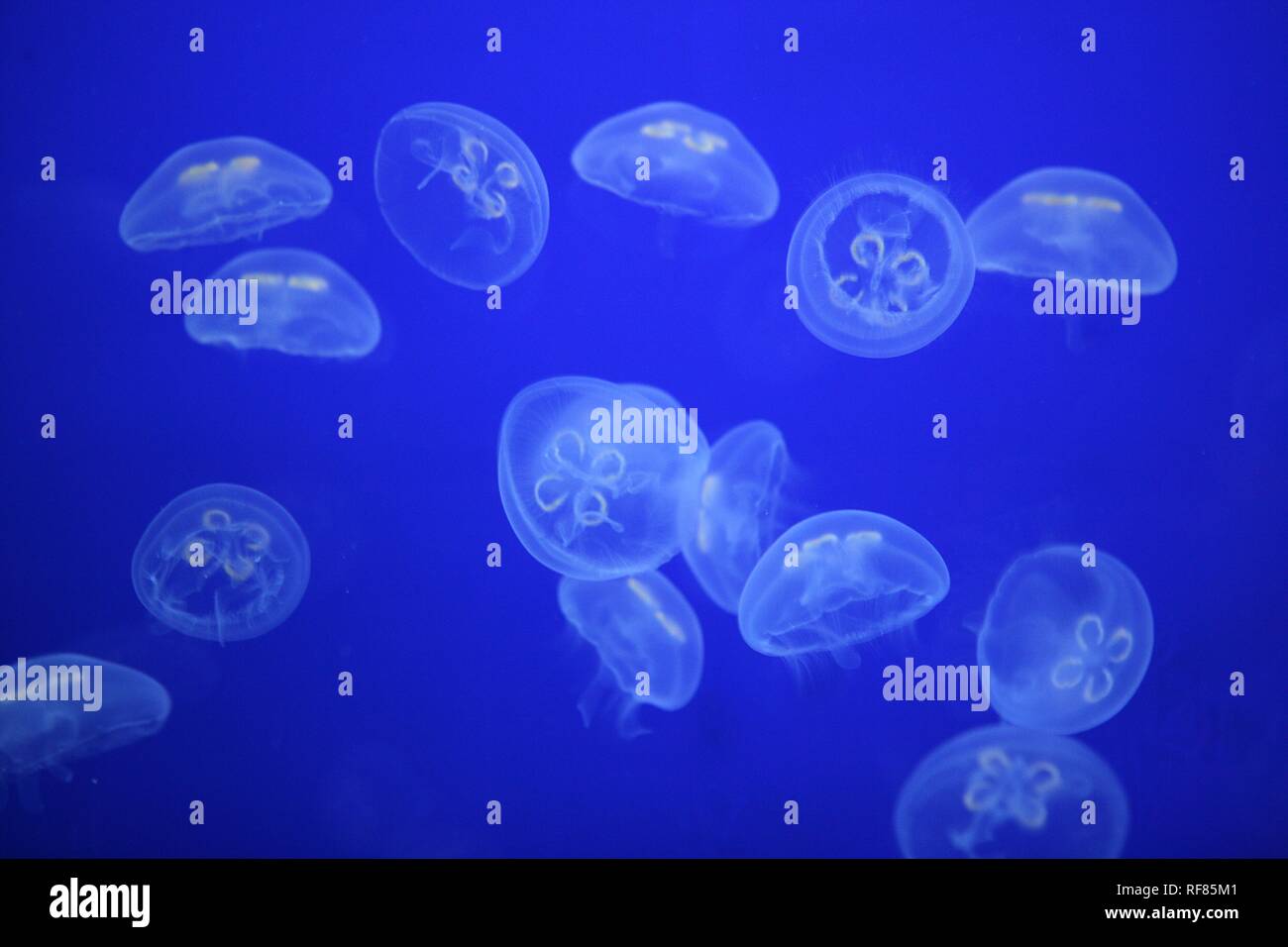 Moon jelly fish hi-res stock photography and images - Alamy