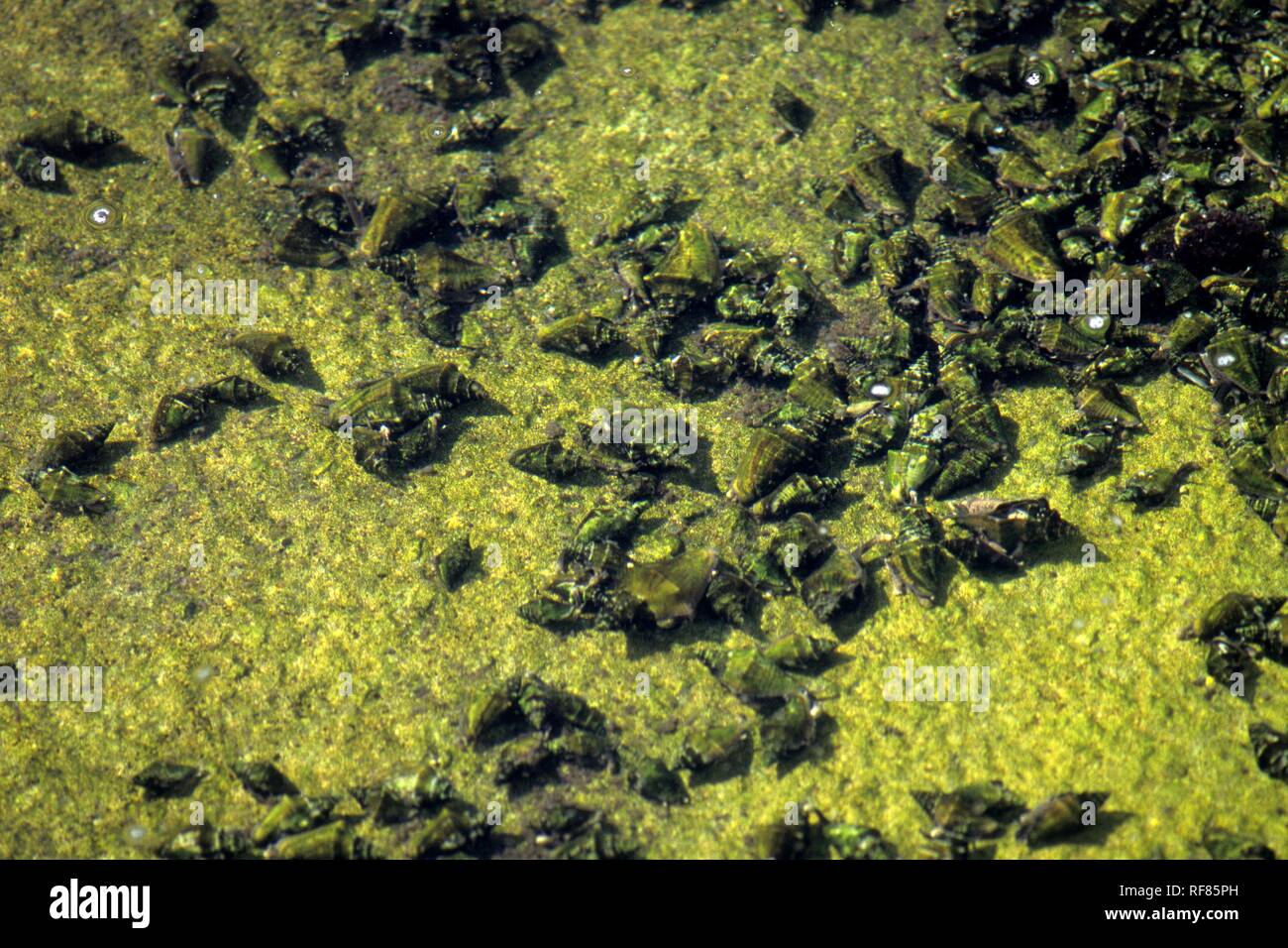 The Conch Farm on Providenciales is the only conch farm in the world ...