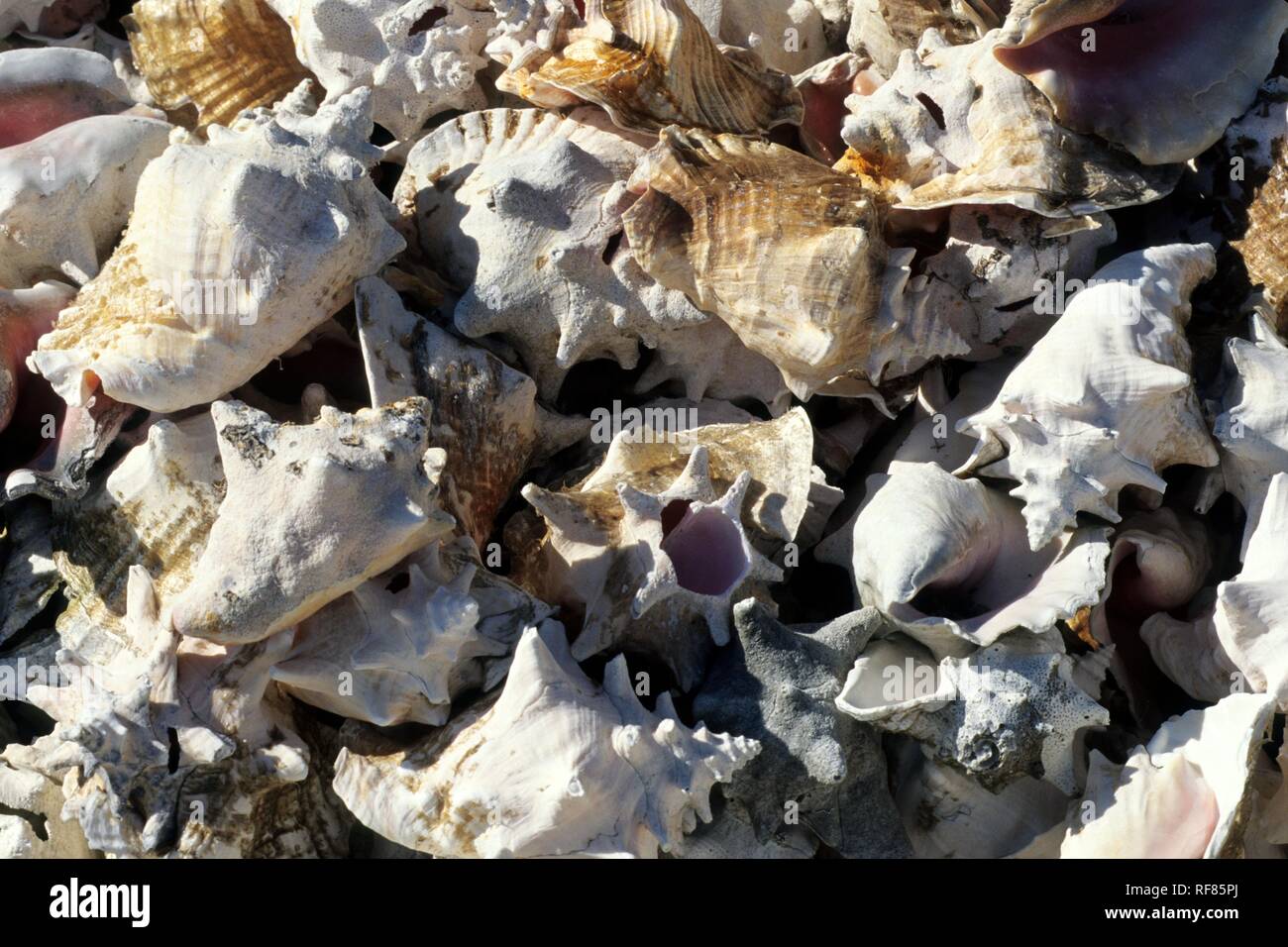 Veliger hi-res stock photography and images - Alamy