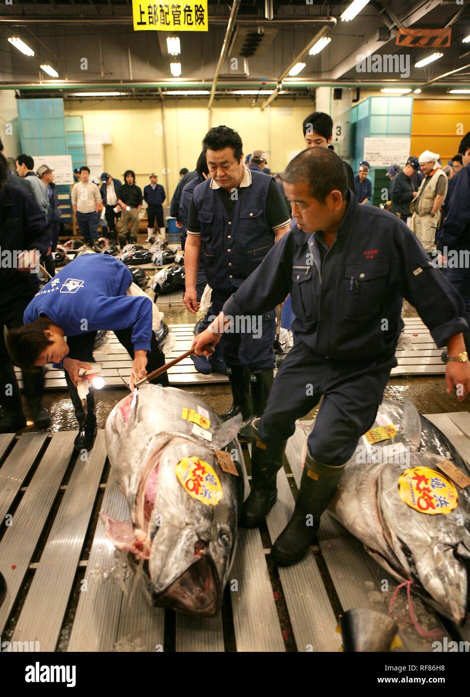 Frozen tuna fish, fish market, Tsukiji, Tokyo, Japan, Asia Stock Photo ...