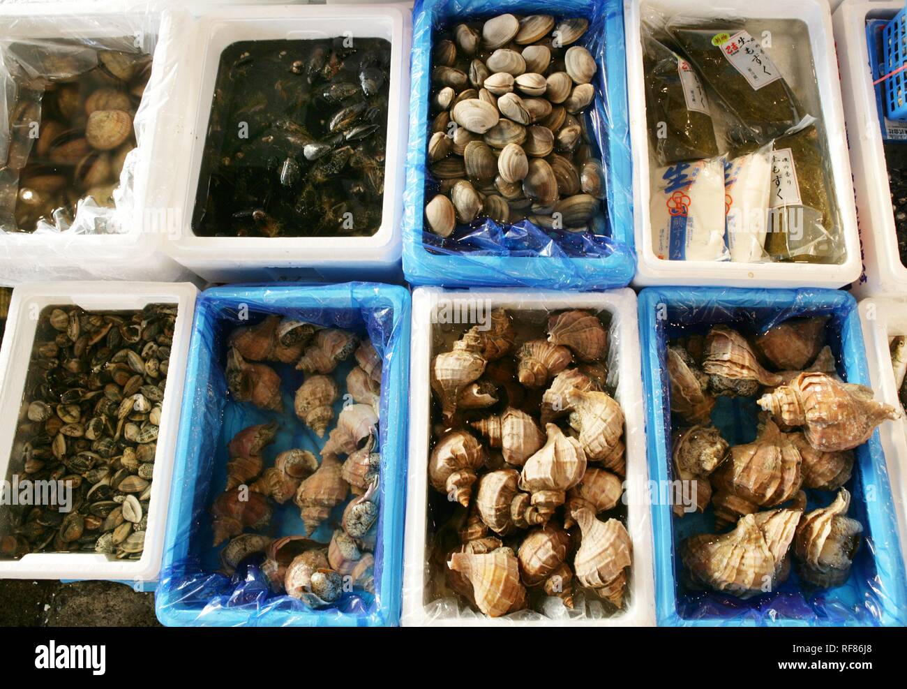 Boxes different sea shells hi-res stock photography and images - Alamy