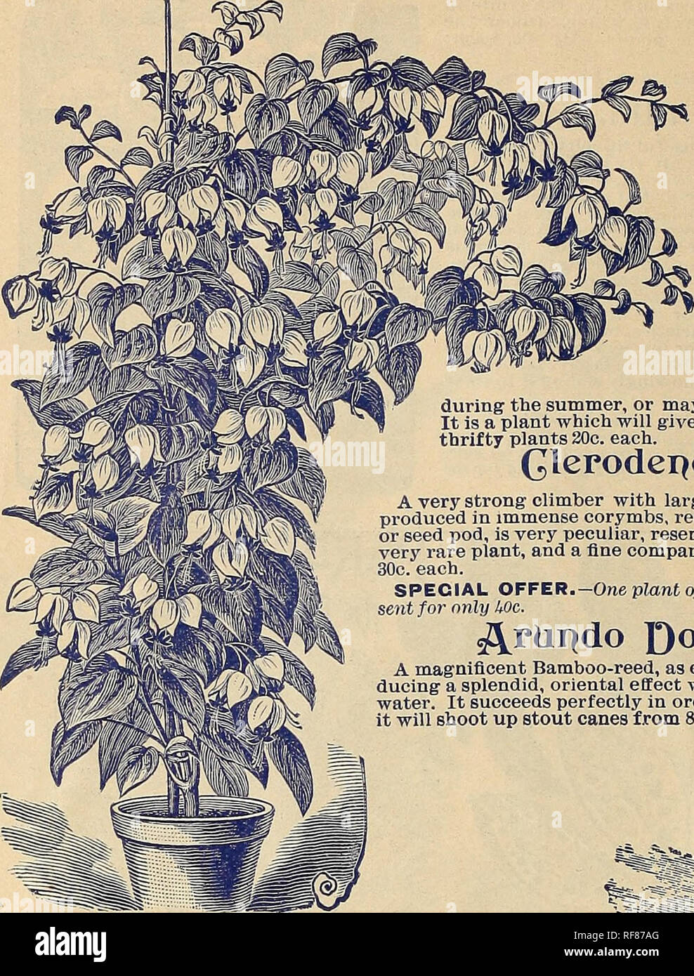 Scarlet fu hi-res stock photography and images - Alamy