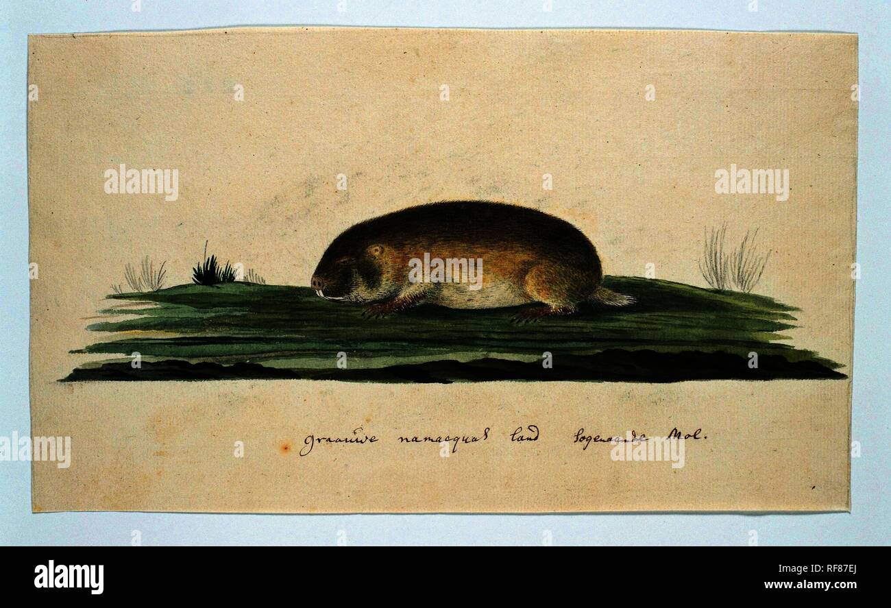 Bathyergus hi-res stock photography and images - Alamy