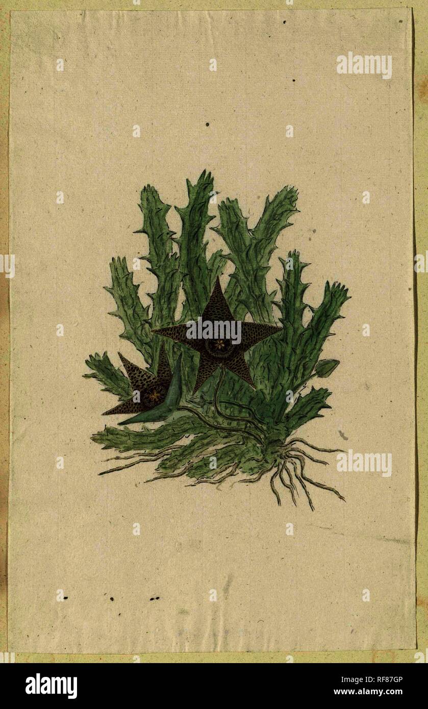 Orbea verrucosa hi-res stock photography and images - Alamy