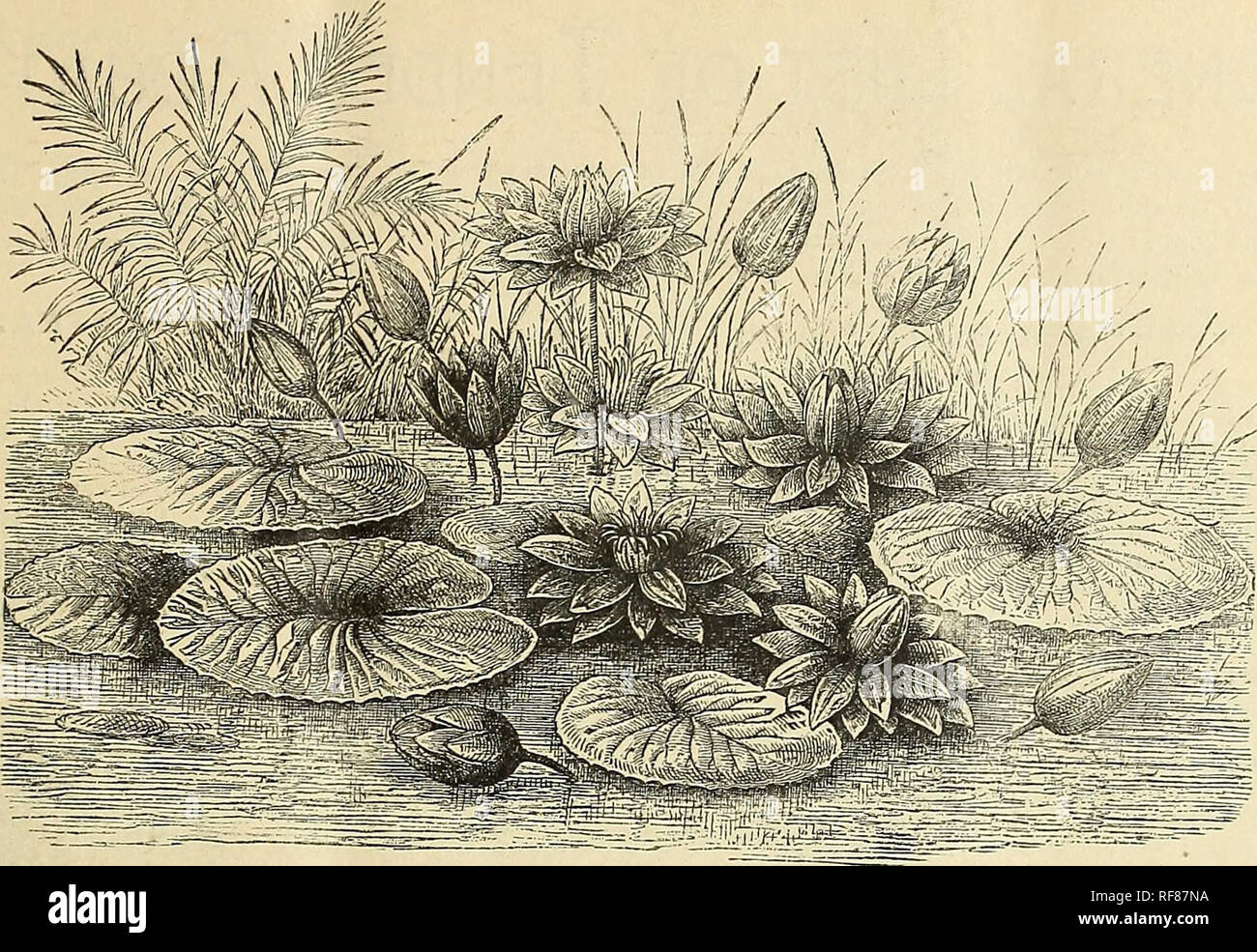 . Catalogue of rare water lilies and other choice aquatic plants with ...