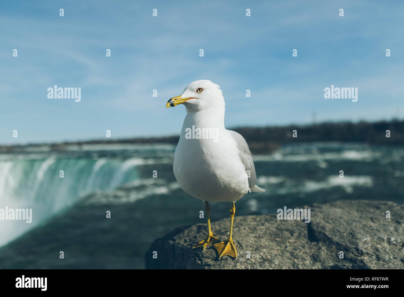 Niagara Falls Seagull High Resolution Stock Photography and Images - Alamy
