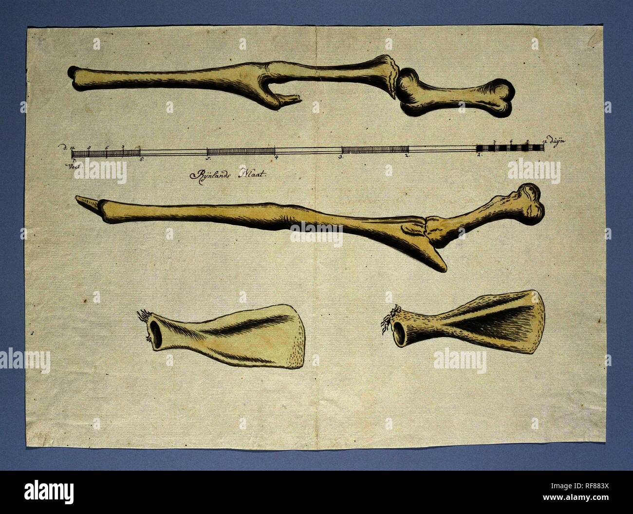 Giraffe skeleton drawing hi-res stock photography and images - Alamy