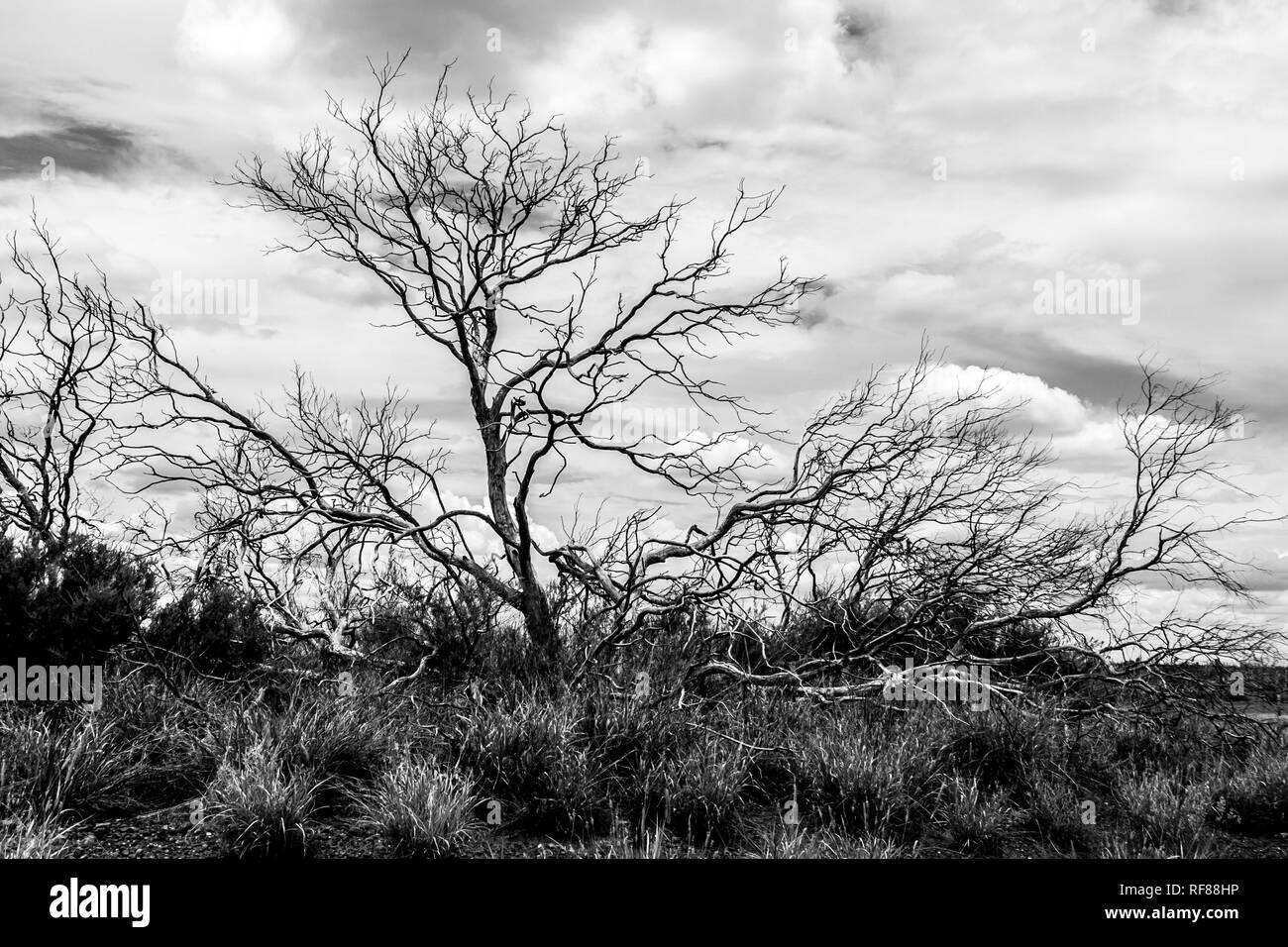 Lonely bare tree in Australia outback, Northern Territory Stock Photo ...