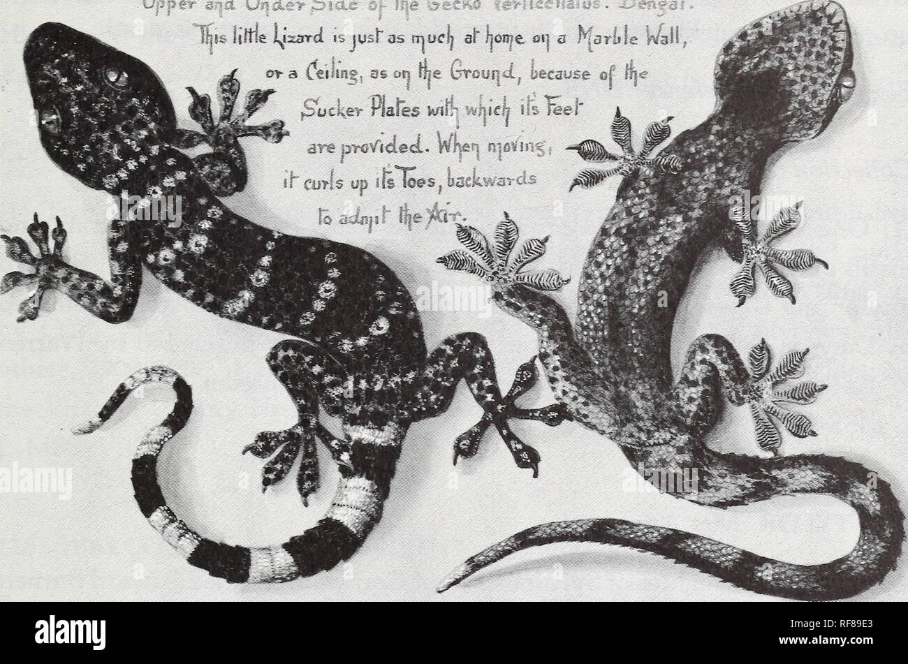 . A catalogue of manuscripts and drawings in the General Library of the ...