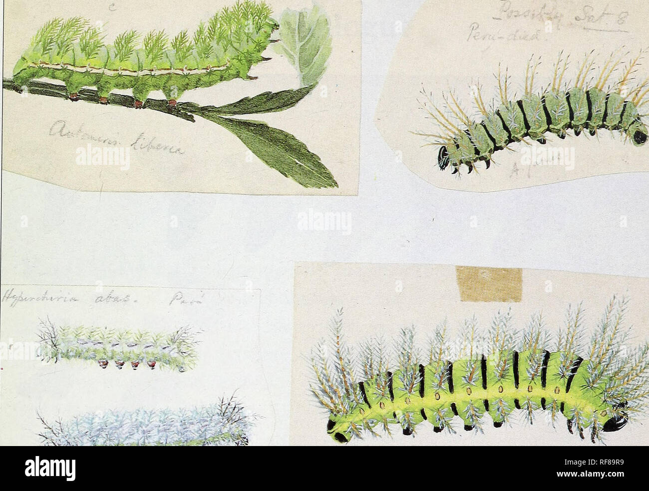 . A catalogue of manuscripts in the Entomology Library of the Natural ...