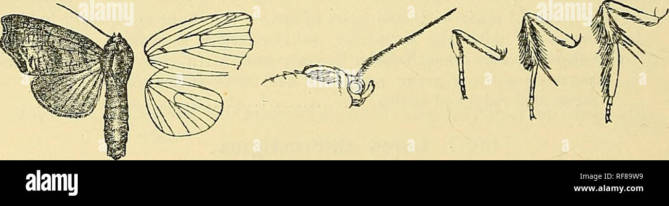 . Catalogue of the Lepidoptera PhalÃ¦nÃ¦ in the British museum. Moths ...