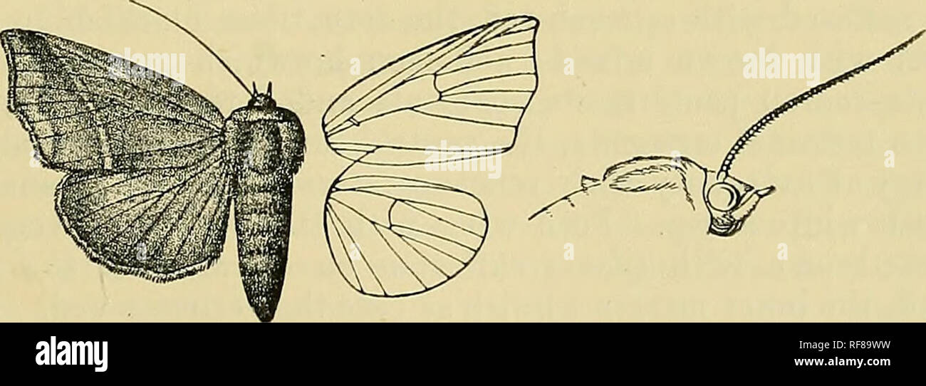 . Catalogue of the Lepidoptera Phalænæ in the British museum. Moths ...