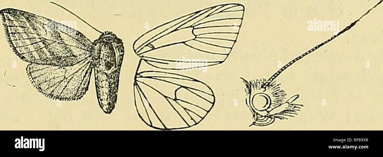 . Catalogue of the Lepidoptera Phalænæ in the British museum. Moths ...