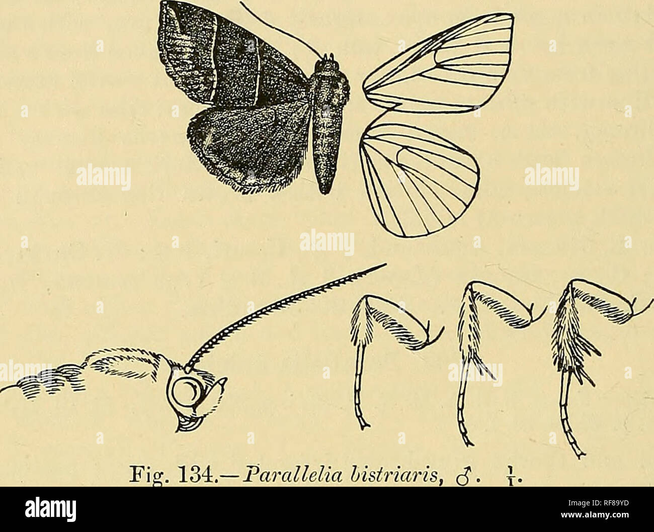 . Catalogue of the Lepidoptera Phalænæ in the British museum. Moths ...