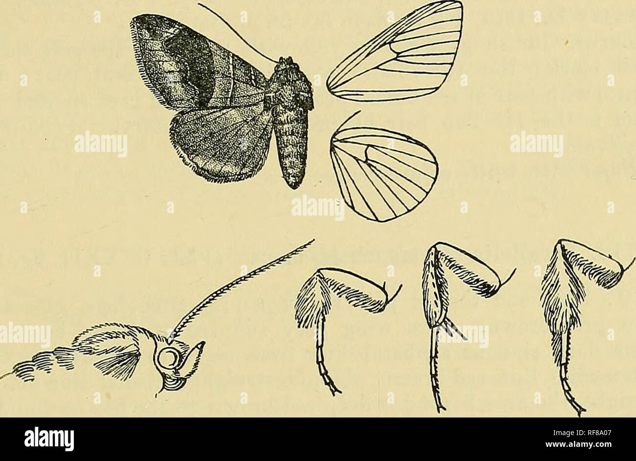 . Catalogue of the Lepidoptera PhalÃ¦nÃ¦ in the British museum. Moths ...