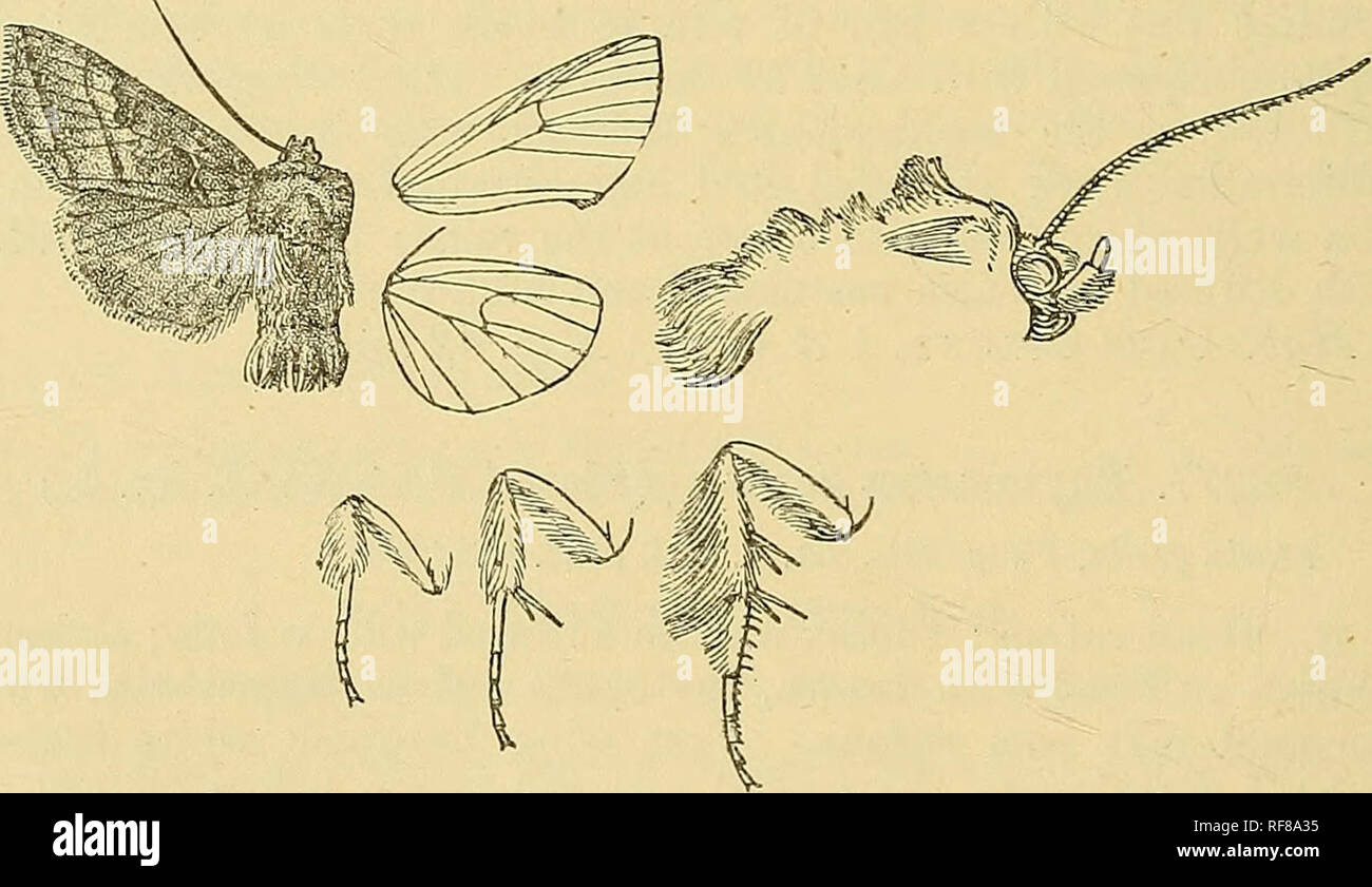 . Catalogue of the Lepidoptera Phalænæ in the British museum. Moths ...