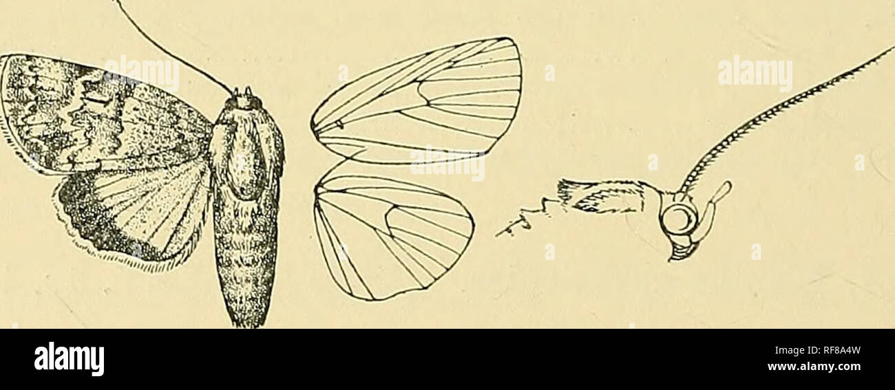 . Catalogue of the Lepidoptera Phalænæ in the British museum. Moths ...