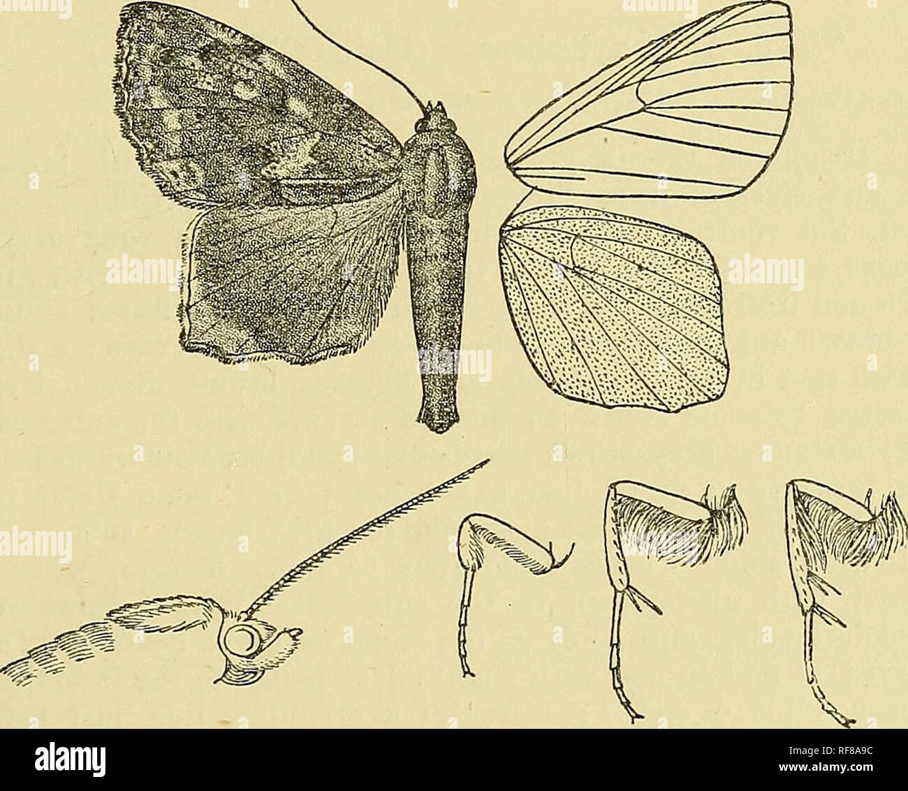 . Catalogue of the Lepidoptera Phalænæ in the British museum. Moths ...