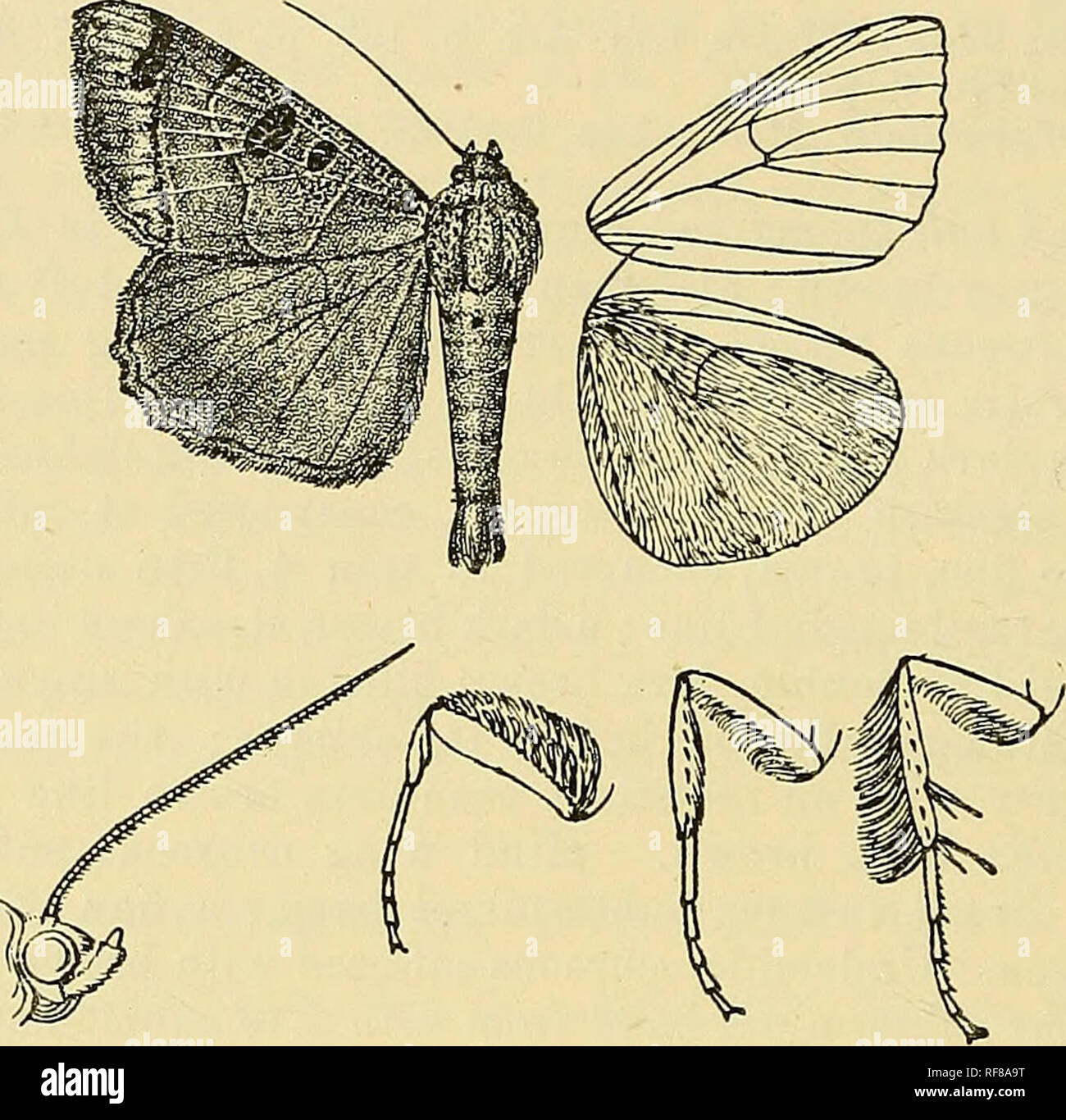 . Catalogue of the Lepidoptera Phalænæ in the British museum. Moths ...