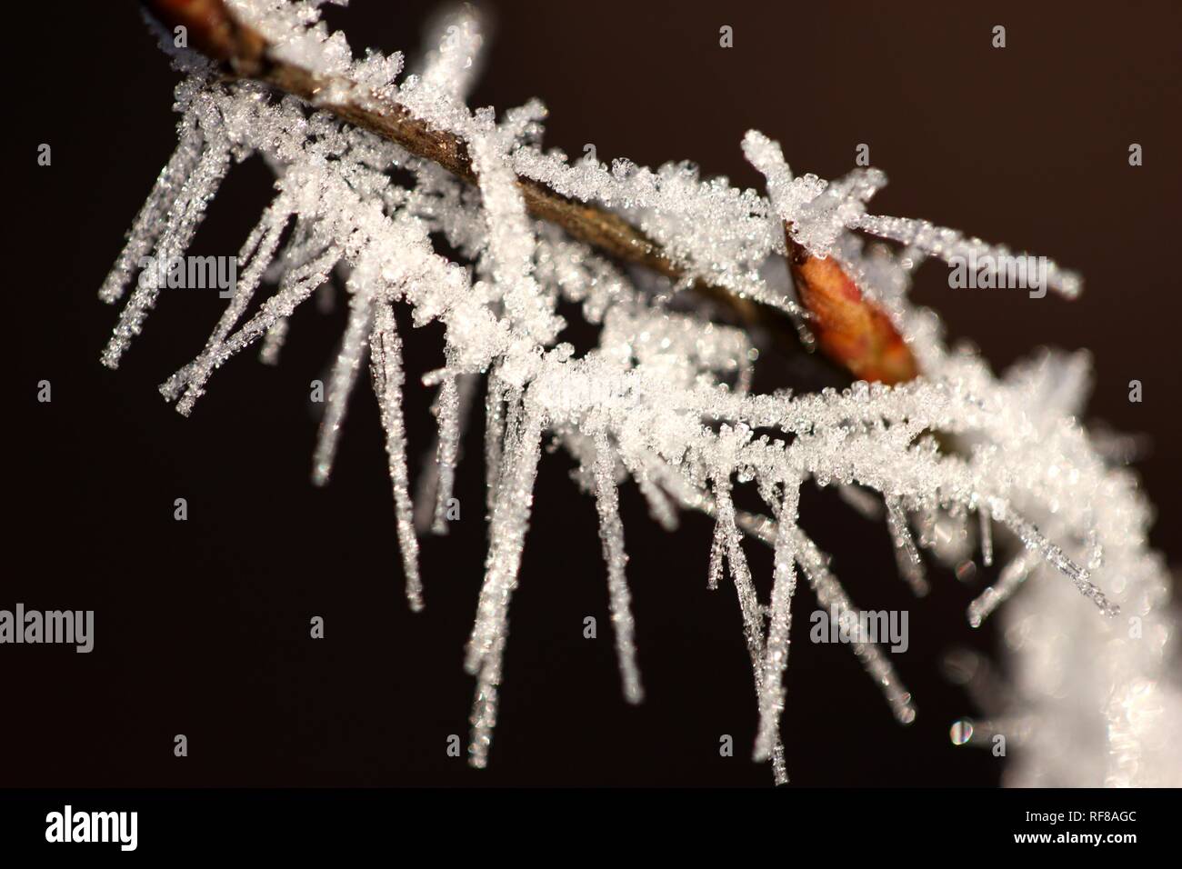 Twig covered in frost hi-res stock photography and images - Alamy