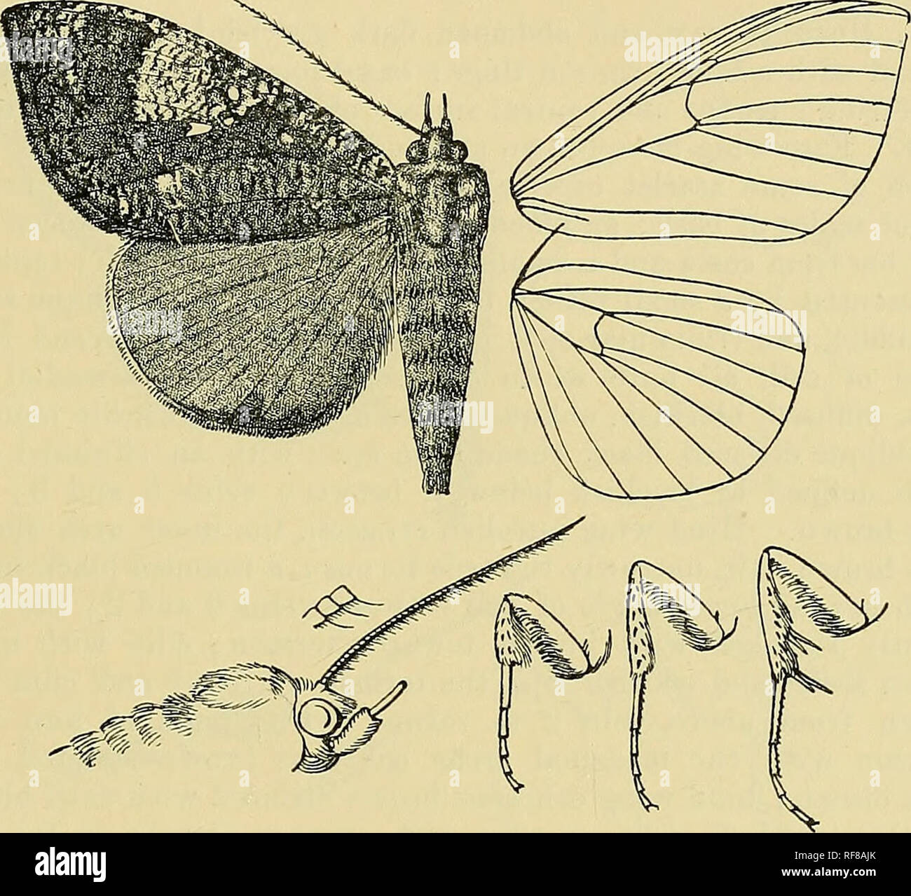 . Catalogue of the Lepidoptera Phalænæ in the British museum. Moths ...