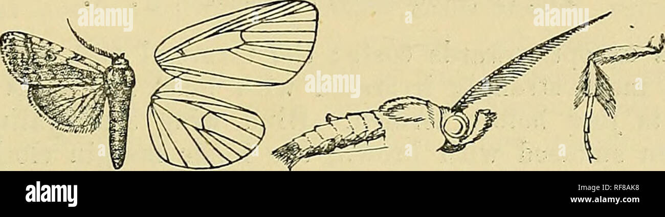 Pink basal streaks hi-res stock photography and images - Alamy