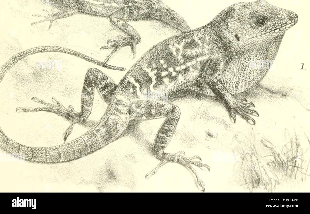 . Catalogue of the lizards in the British Museum (Natural History) 2d ...